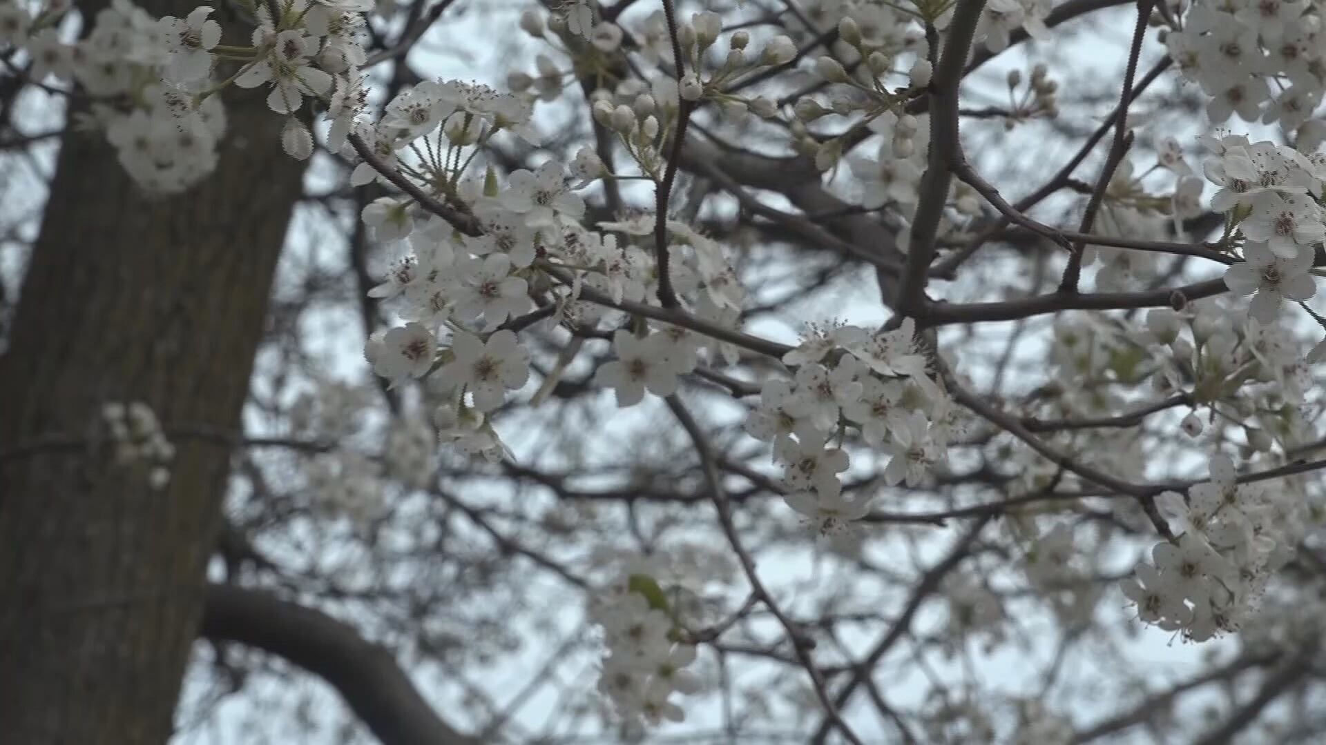 Missouri governor mulls over bill to ban sale of invasive plants