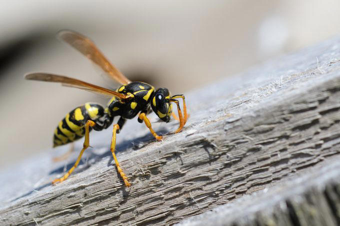 13 Bizarre Bug Facts That Will Totally Freak You Out