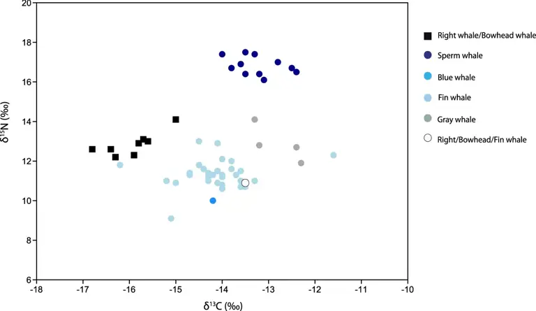 Whale bone tools from 20,000 years ago expose ancient coastal life