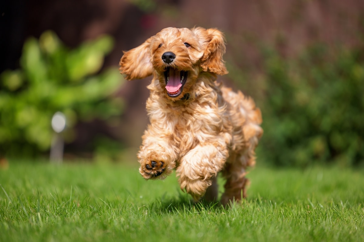 Cockapoo Dancing for Treats Is a Whole Vibe
