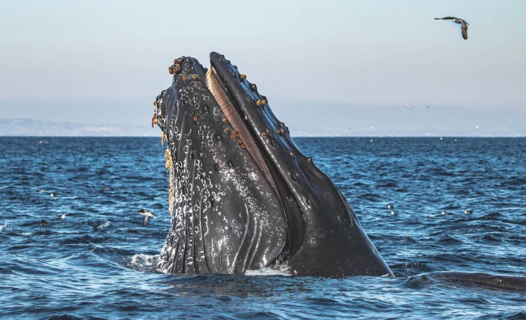Whale bone tools from 20,000 years ago expose ancient coastal life