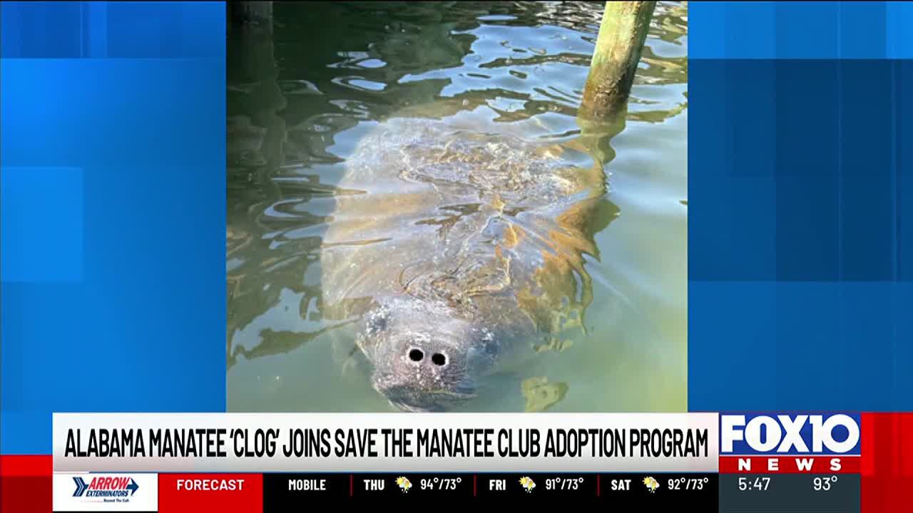 Alabama manatee Clog joins adoption program