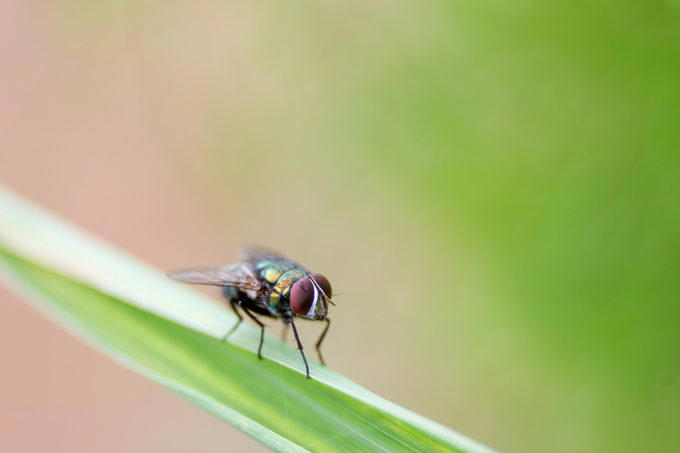 13 Bizarre Bug Facts That Will Totally Freak You Out