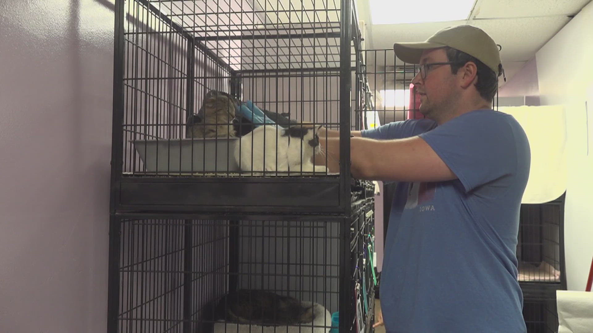 Humane Society of Scott County asking for donations after taking in 70 cats
