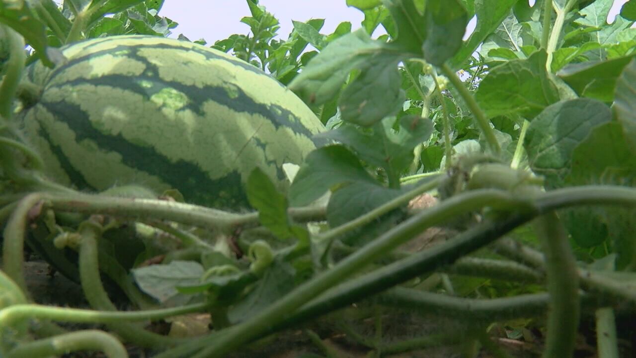 Watermelon season possibly delayed due to rain
