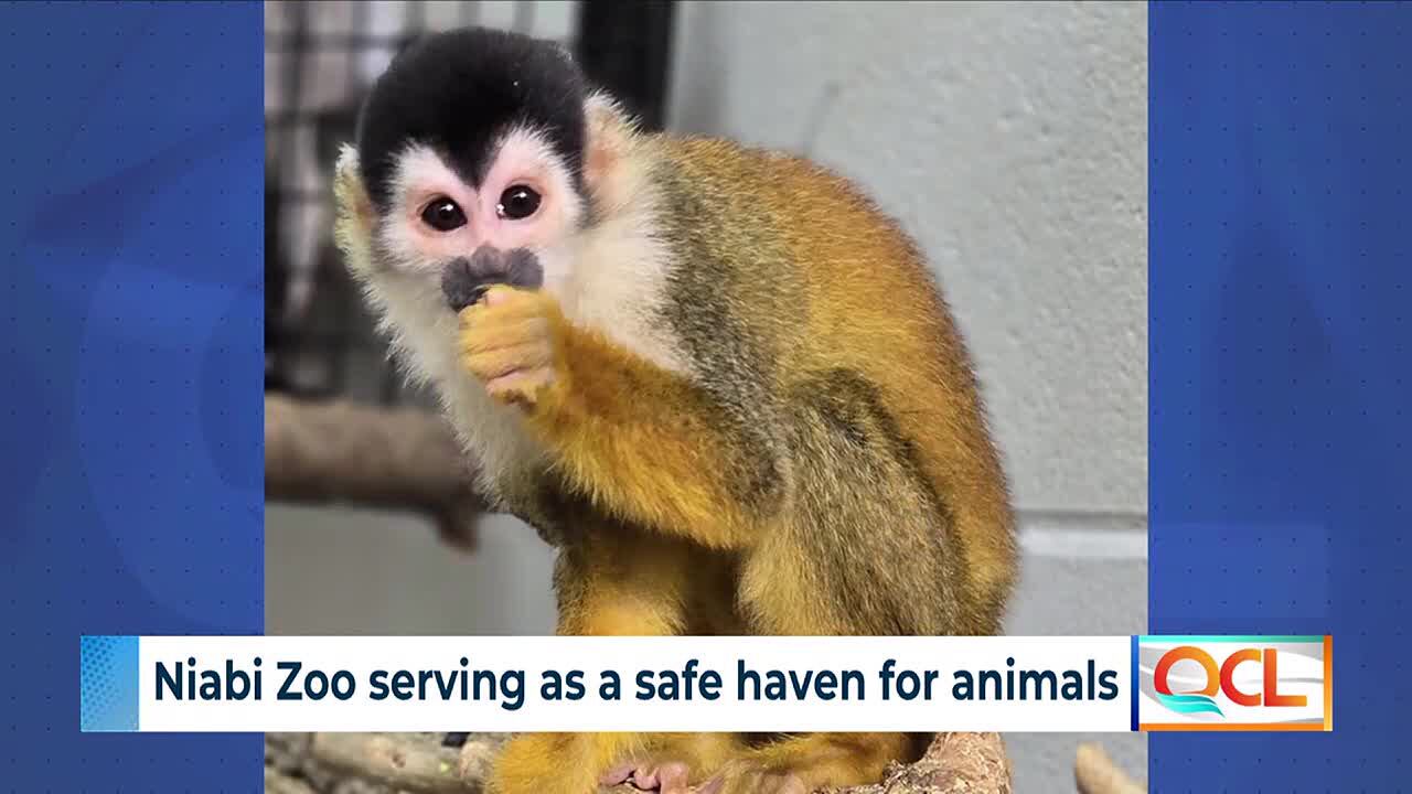 Niabi Zoo provides safe haven for smuggled or displaced animals