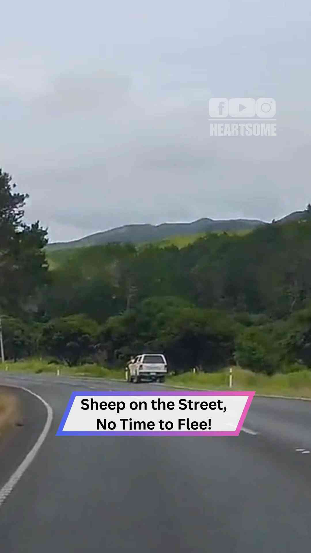 Flock of sheep takes over the road like they own the place