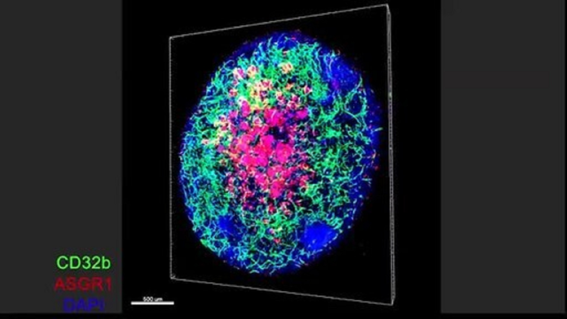 Lab-grown liver grows veins, stops bleeding in mice with engineered ...