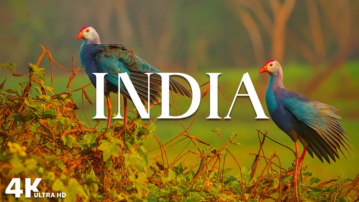 4K India Nature Film – Peaceful Music, HDR Landscapes & Cultural Serenity