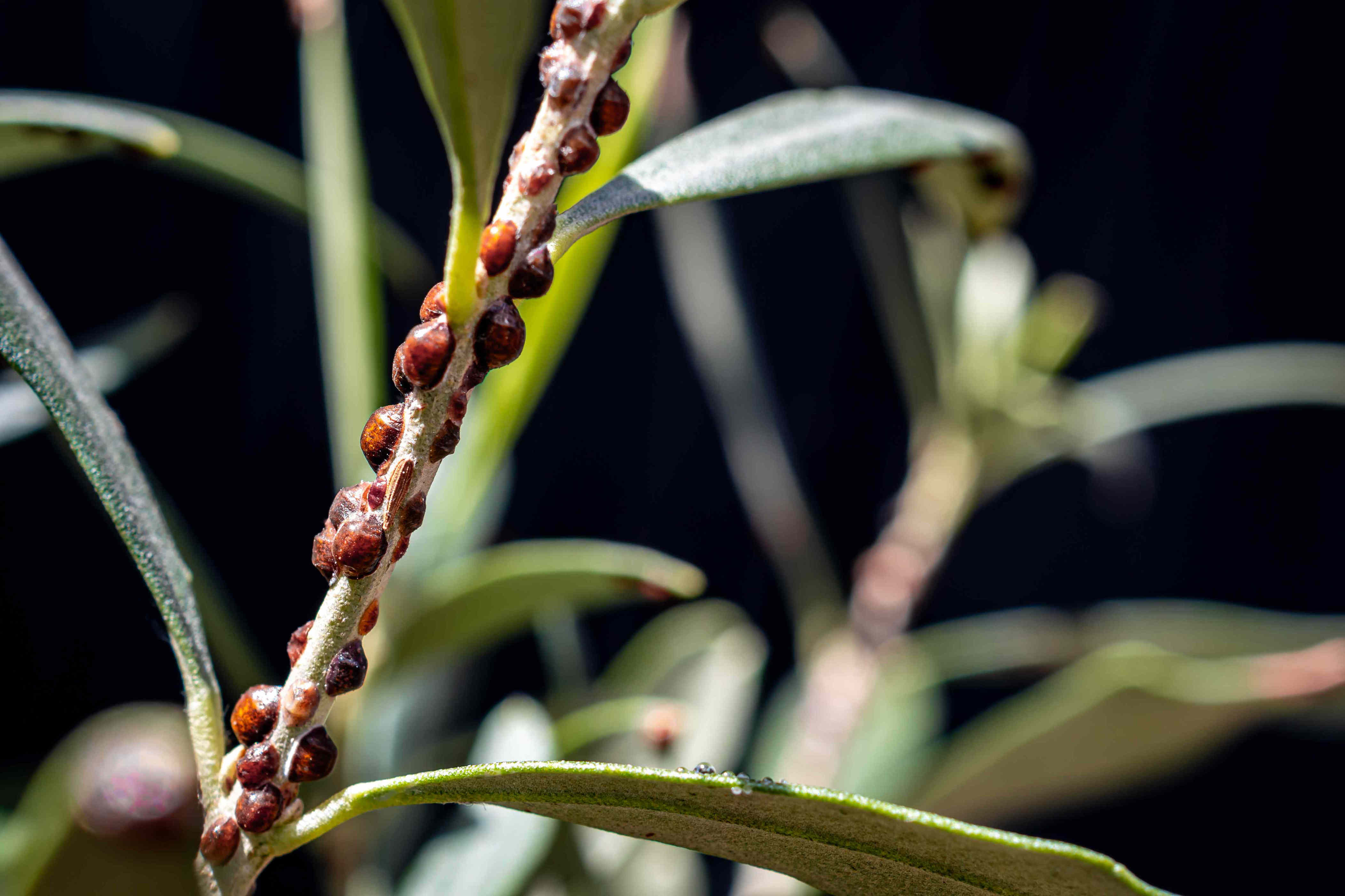 How To Get Rid Of Scale Insects On Plants, According To Experts