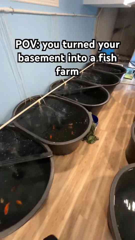 I Turned My Basement into a Fish Farm