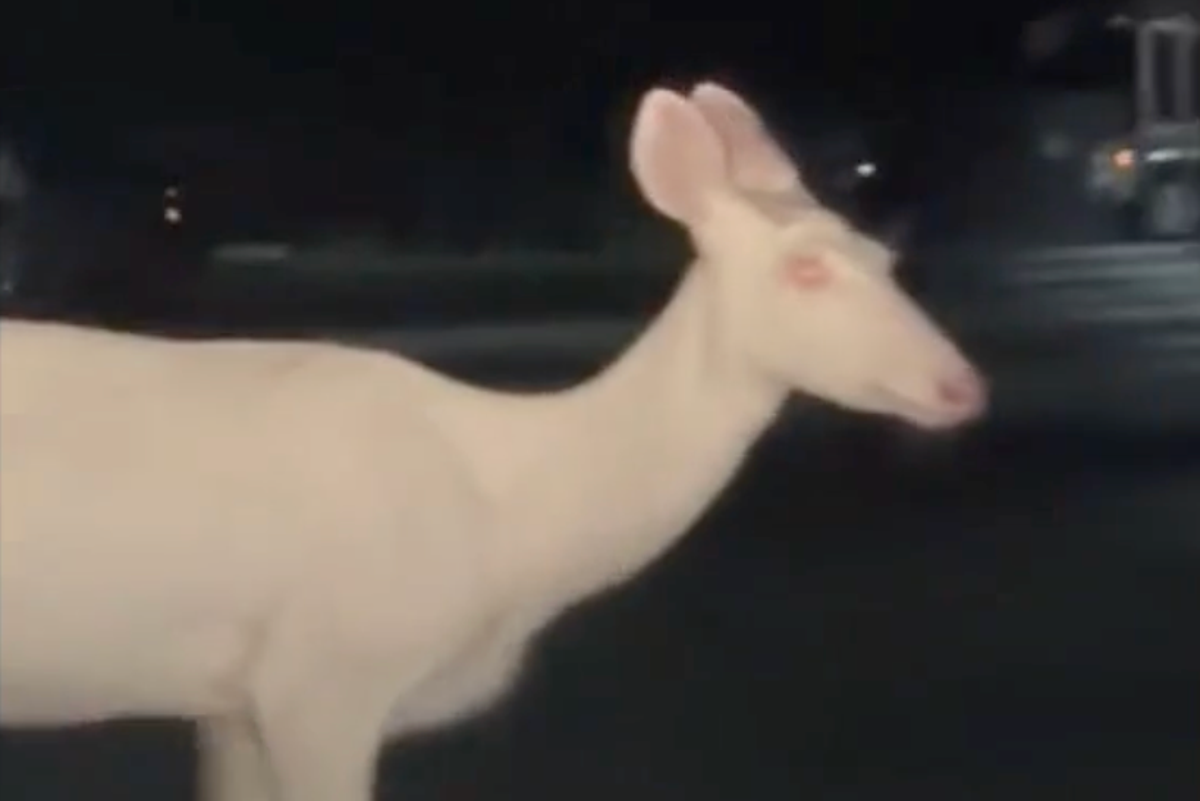 Rare all-white deer caught on camera in Michigan