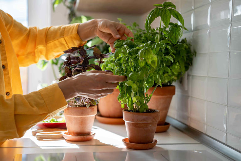 9 herbs that can help lower blood pressure