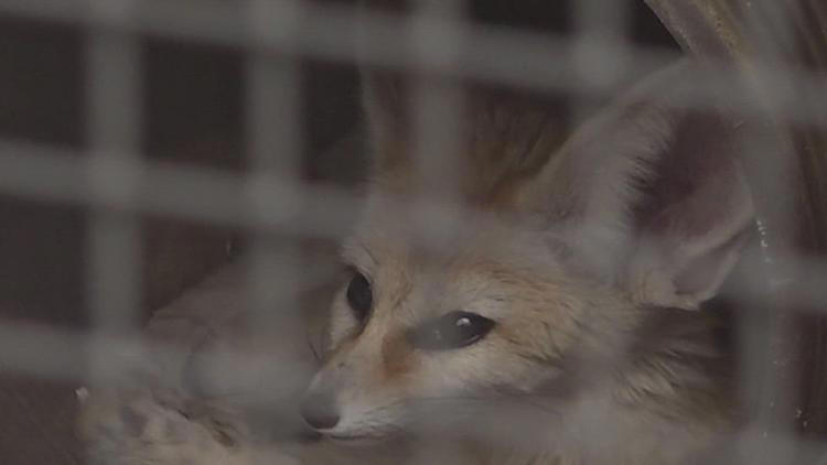 Displaced animals find a new home at the Niabi Zoo