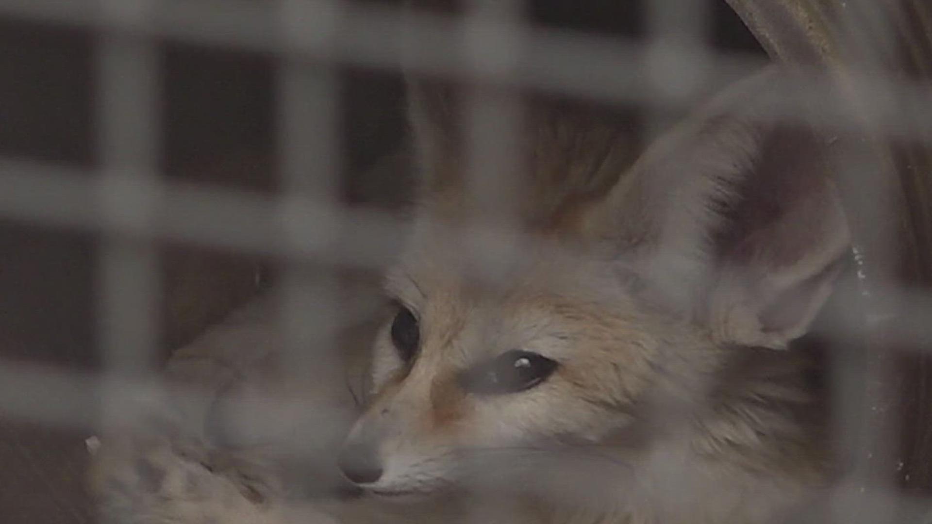 Displaced animals find a new home at the Niabi Zoo