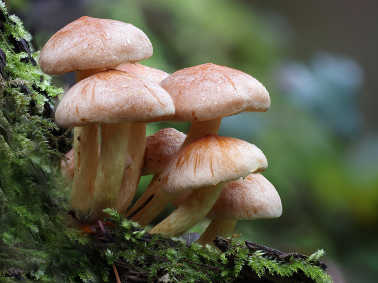 Just one dose of 'magic mushroom' compound was given to cancer patients ...