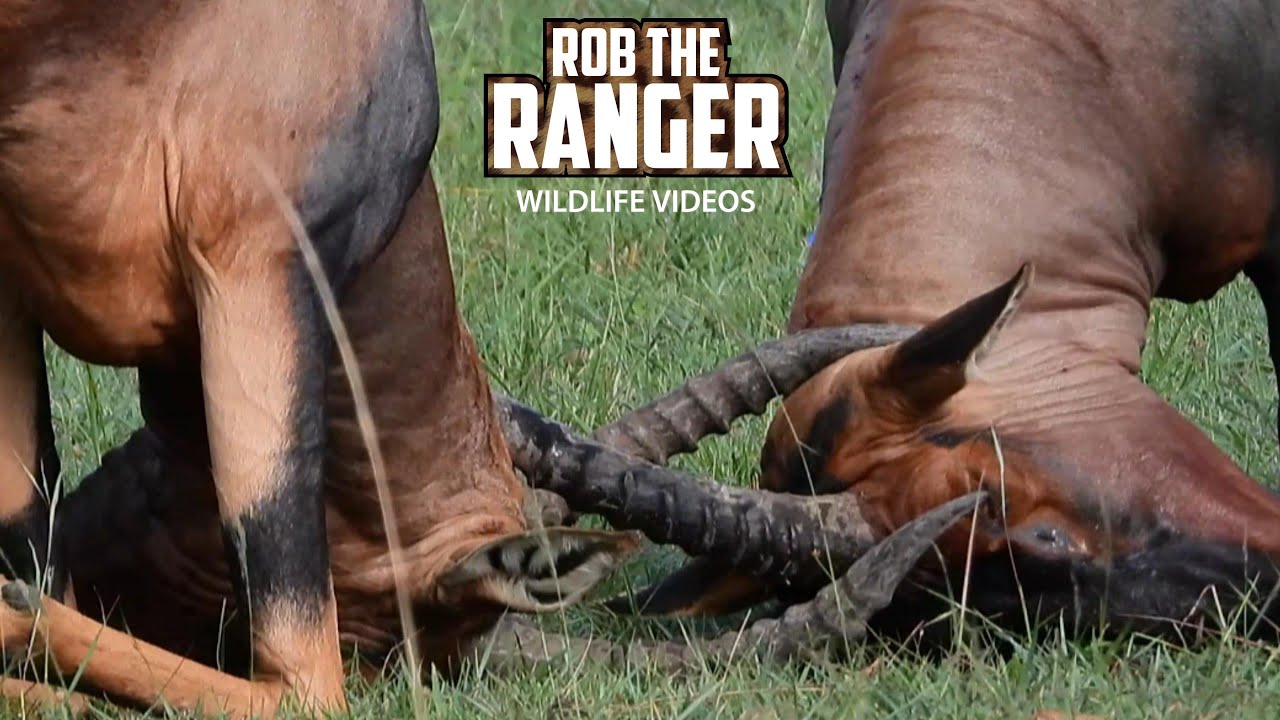 Watch rival topi antelope clash in violent duel for dominance