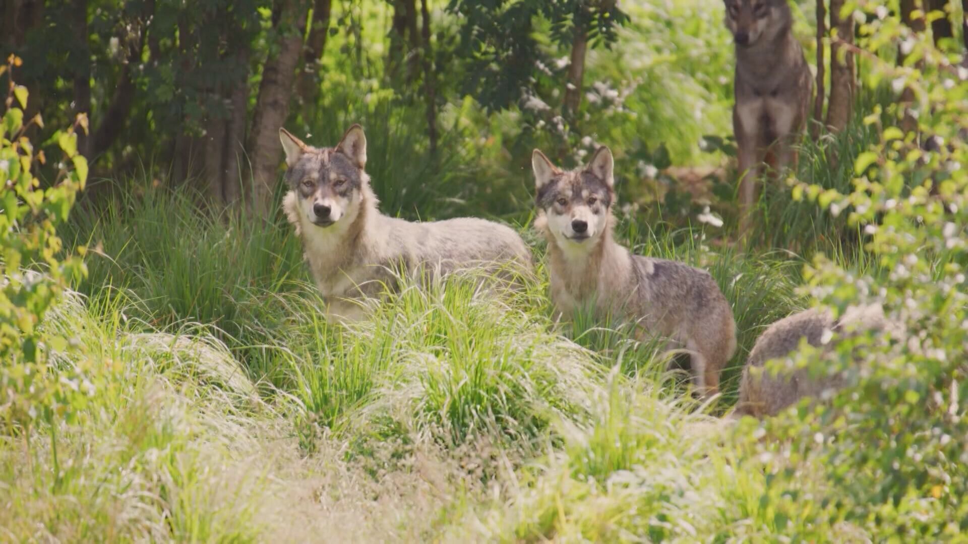 CPW confirms the formation of 3 new wolf packs