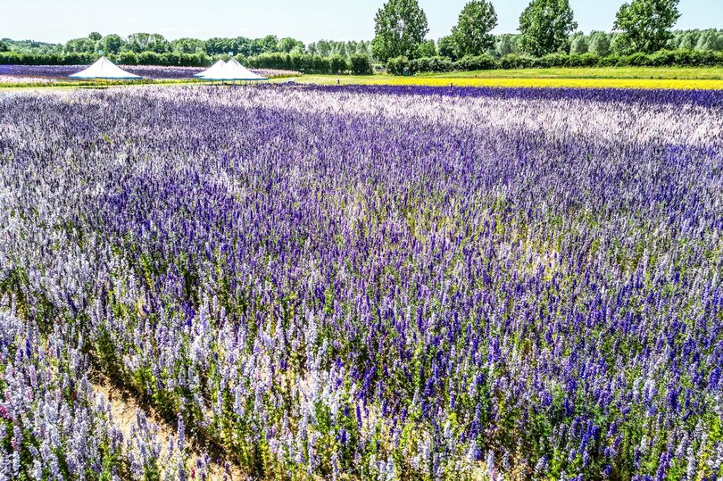 Spectacular confetti fields used for Royal and celebrity weddings bloom ...