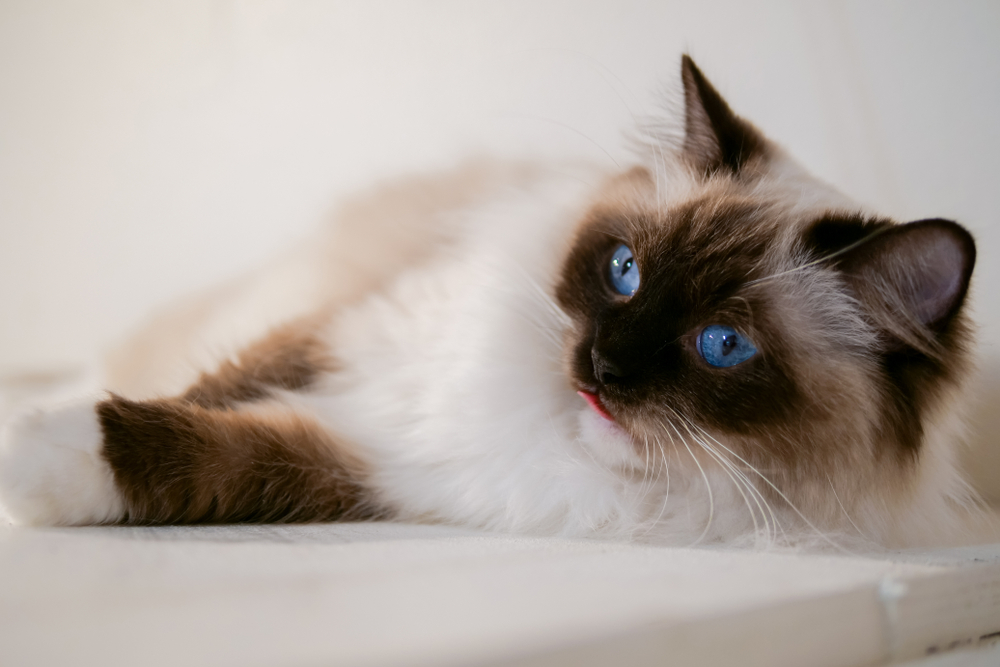Scientists Reveal Why Cats Prefer Sleeping on Their Left Side