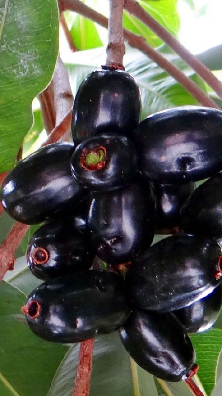 Which Indian Fruit Is Known As The Fruit Of The Gods?