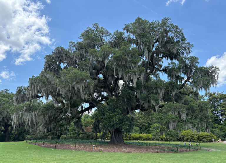 From majestic oaks to creepy little statues, this Wilmington garden ...