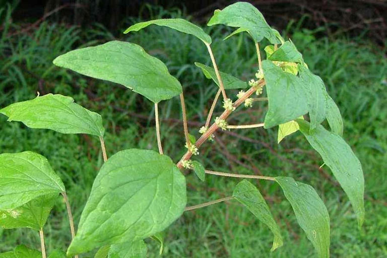 Parietaria: características, cuidados, usos medicinales y alergias