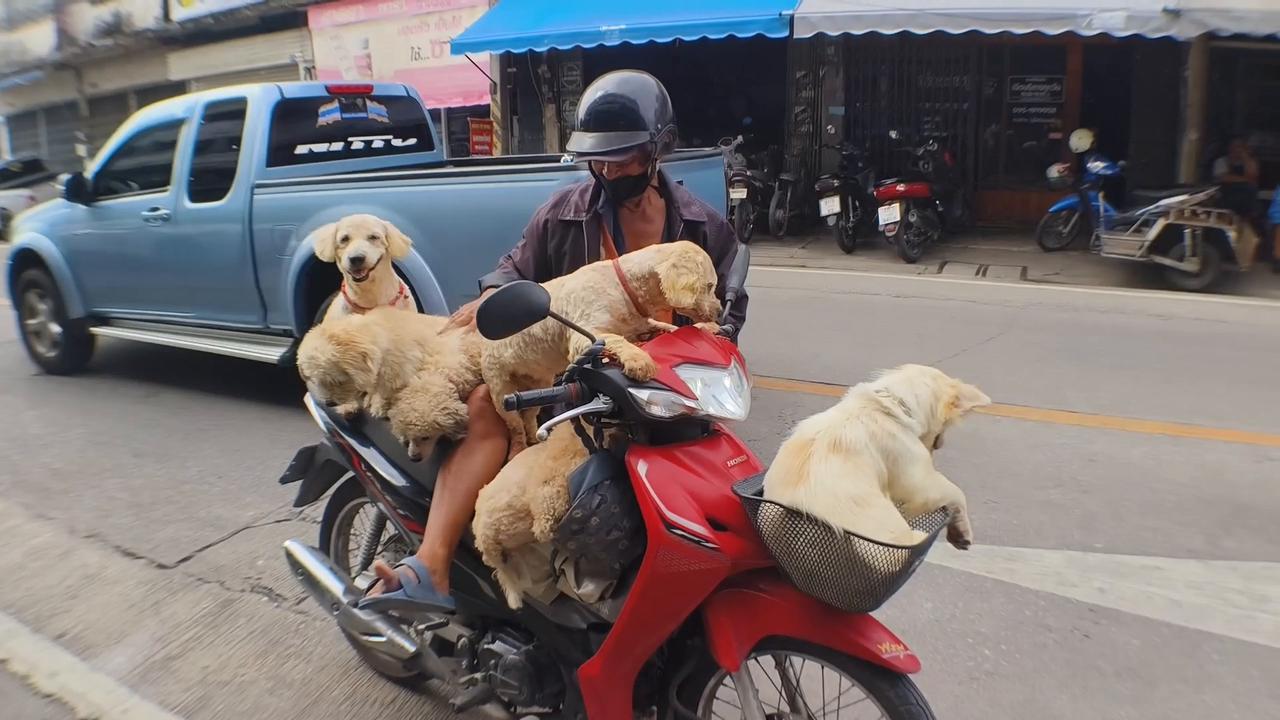 Pensioner, 75, takes his seven pet dogs with him on motorcycle rides