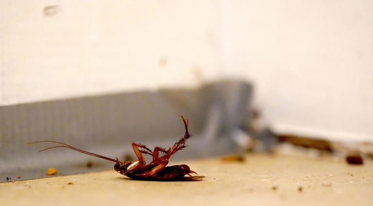 Iowa restaurant inspections: ‘Cockroach-like’ carcasses, mouse ...