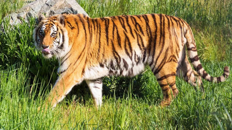 6 dangerous animals commonly spotted in India’s National Parks