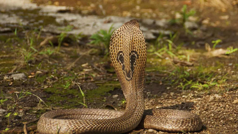 6 dangerous animals commonly spotted in India’s National Parks