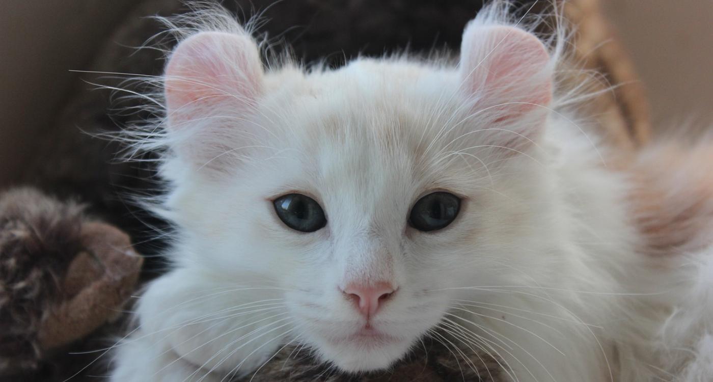 Purrfectly Monochrome: Exploring the 24 Most Popular Black and White ...