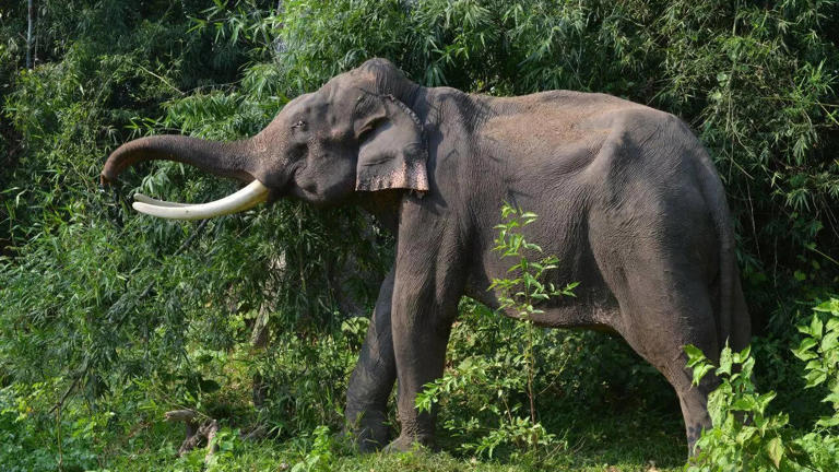 6 dangerous animals commonly spotted in India’s National Parks