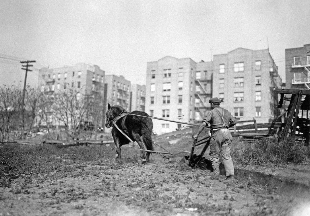 50 Photos of the Bronx Through the Decades