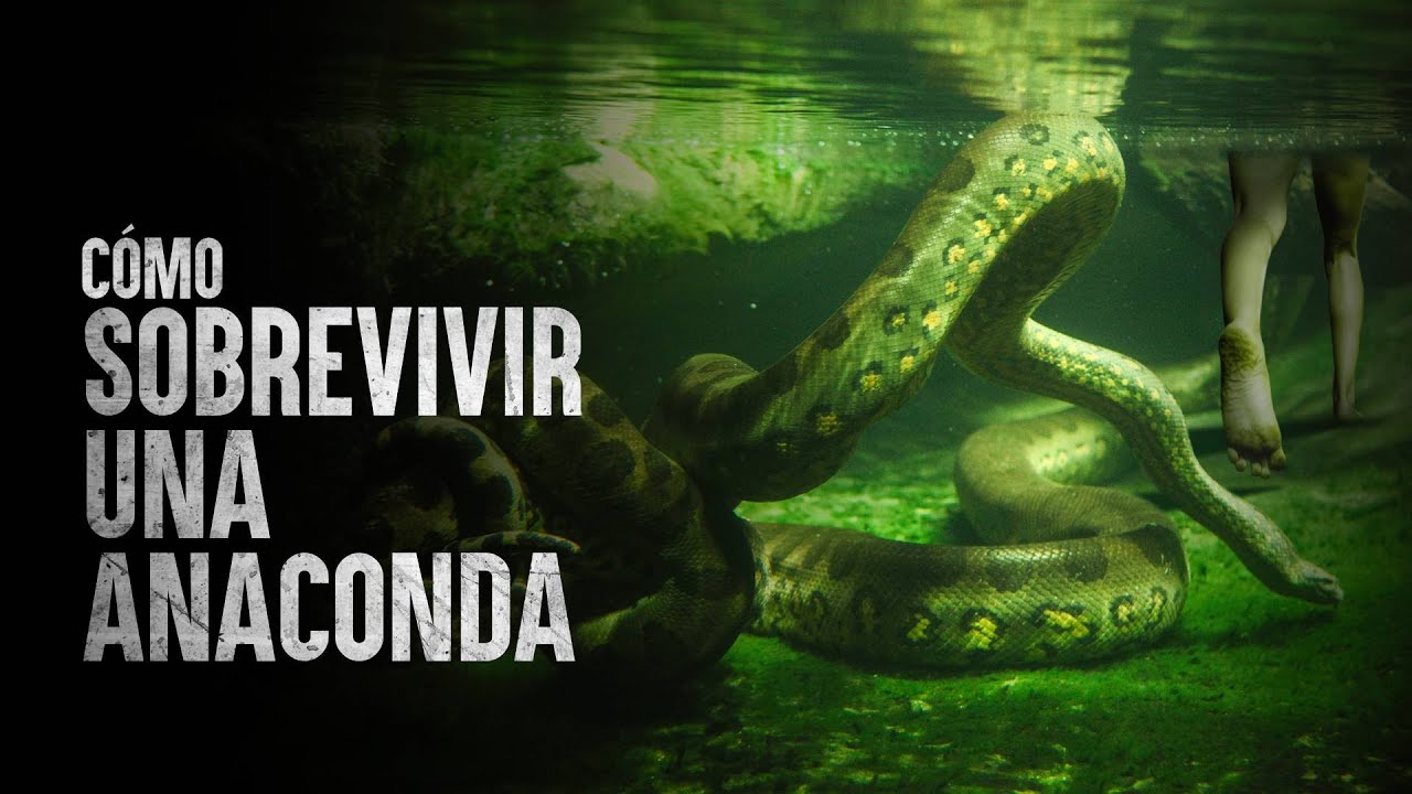 Cómo Sobrevivir el ataque de una anaconda