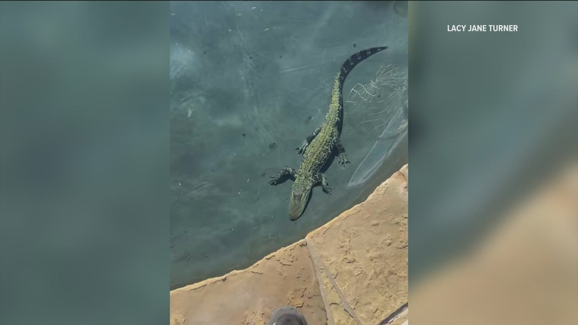 Alligator found swimming in East Texas pool