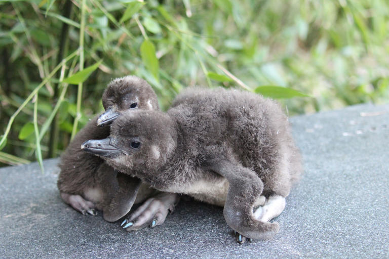Adorable penguin chicks at Blackpool Zoo receive a pedicure for a very ...