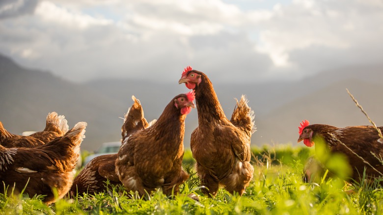 Cage-Free Eggs Vs Conventional Eggs: Everything You Need To Know