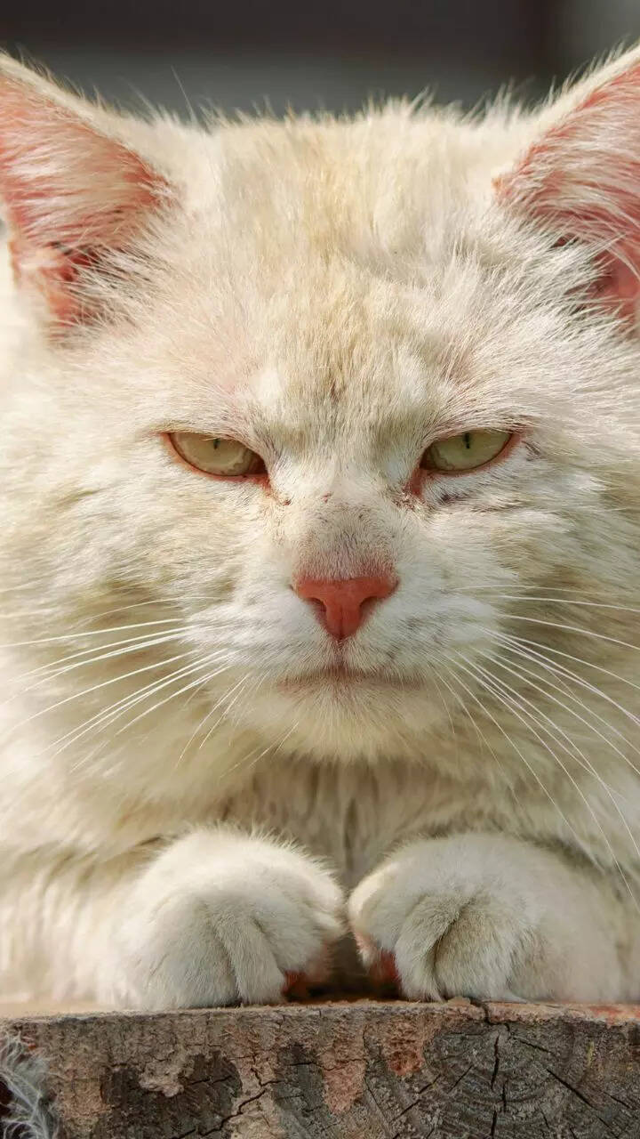 From Burmilla to Turkish van: Here are the planet’s rarest cat breeds