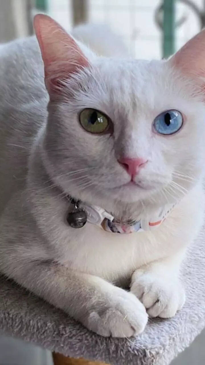 From Burmilla to Turkish van: Here are the planet’s rarest cat breeds