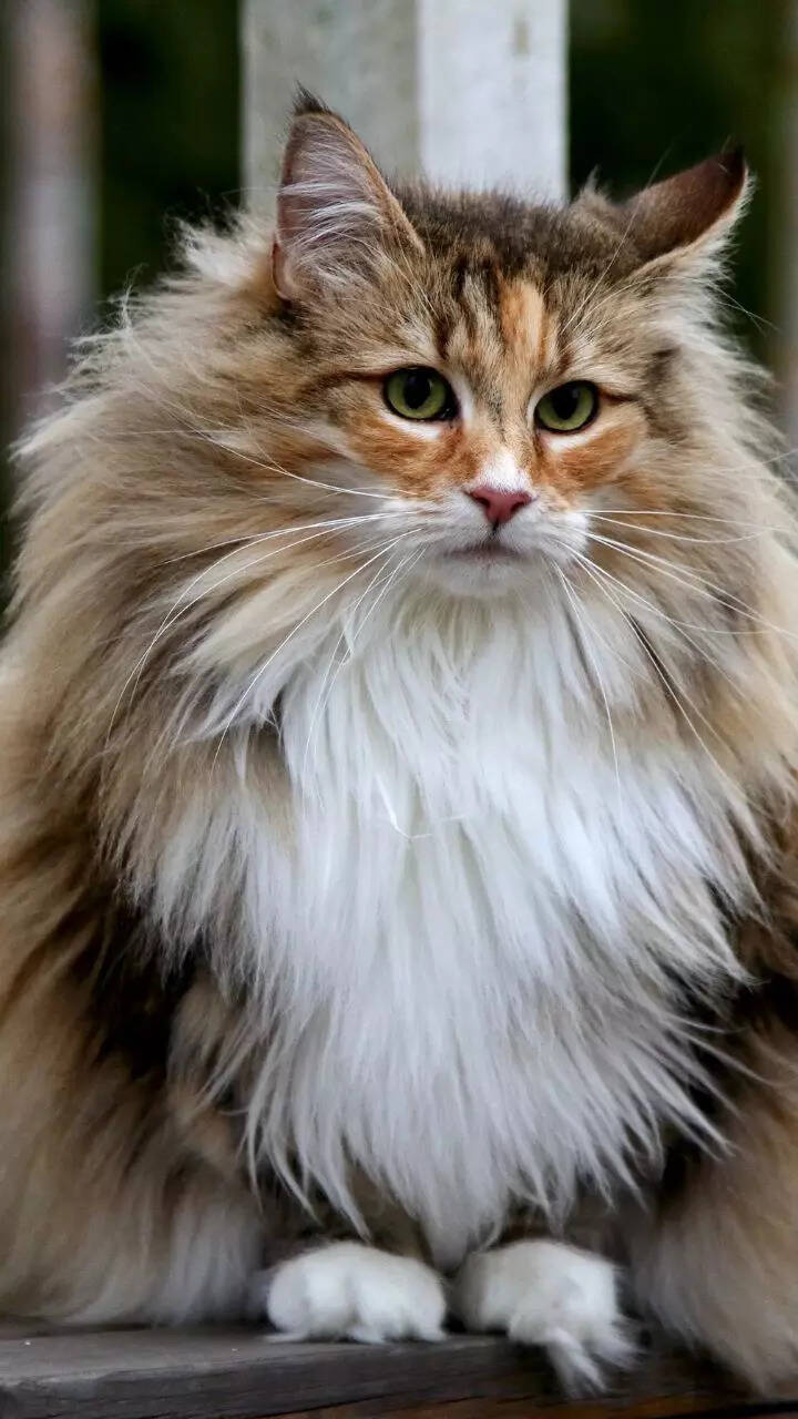 From Burmilla to Turkish van: Here are the planet’s rarest cat breeds