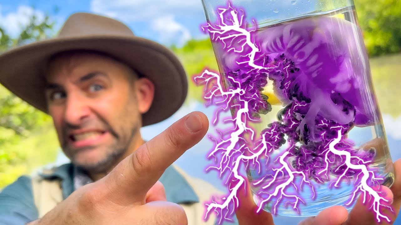 Jellyfish Jolt! Coyote's Shocking Experiment Reveals the Truth