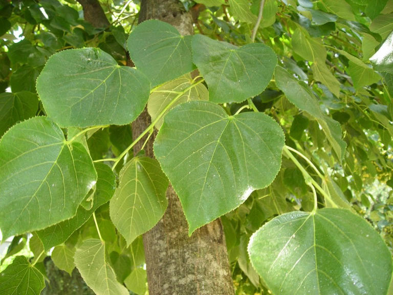 Tilo: Características, cuidados, propiedades y todos sus usos en tu jardín