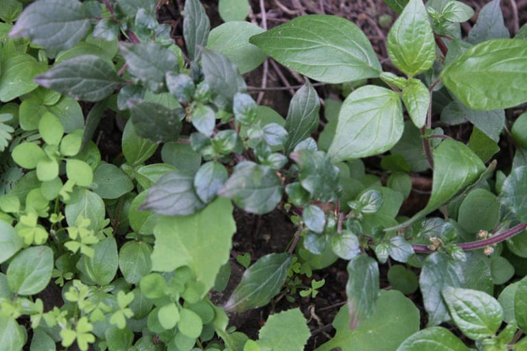 Parietaria: características, cuidados, usos medicinales y alergias