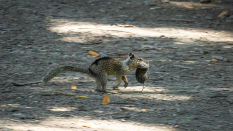 These Squirrels Are Hunting and Eating Meat and Scientists Only Just ...