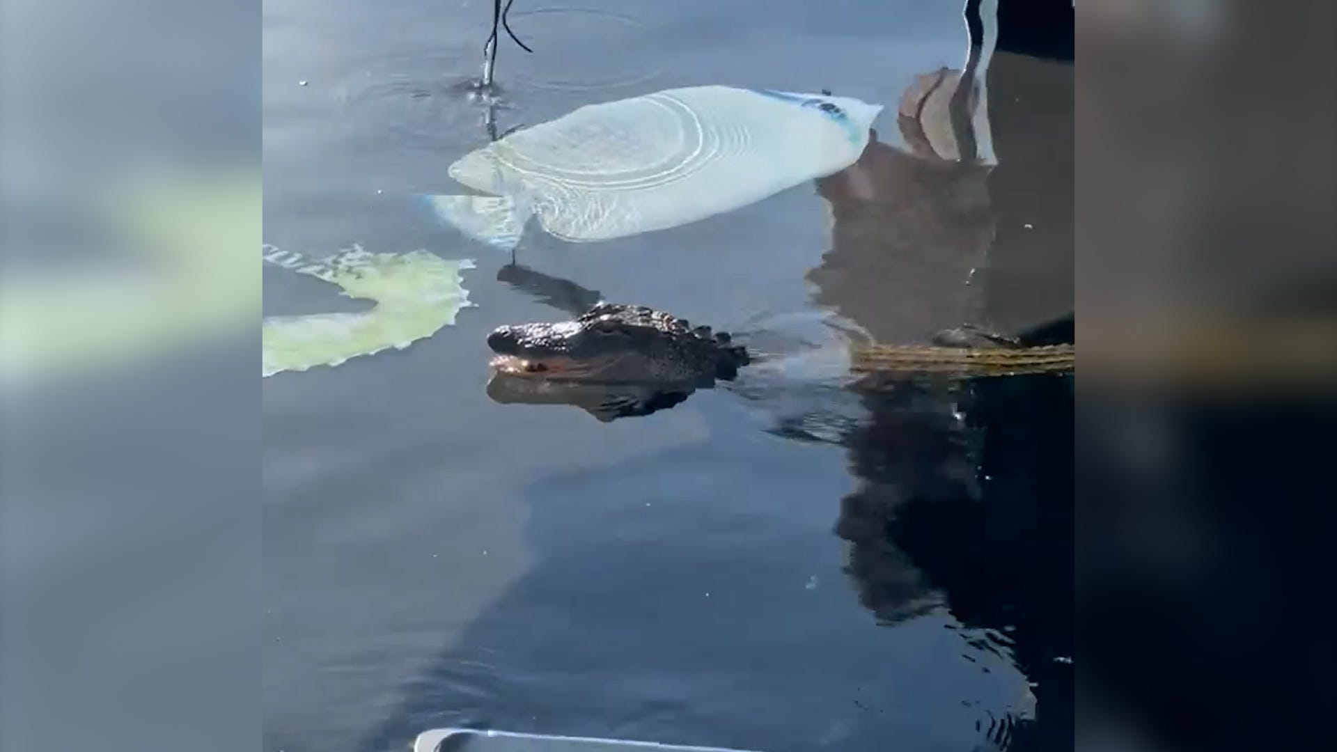 Texas officers wrangle alligator out of backyard pool. Are they native ...