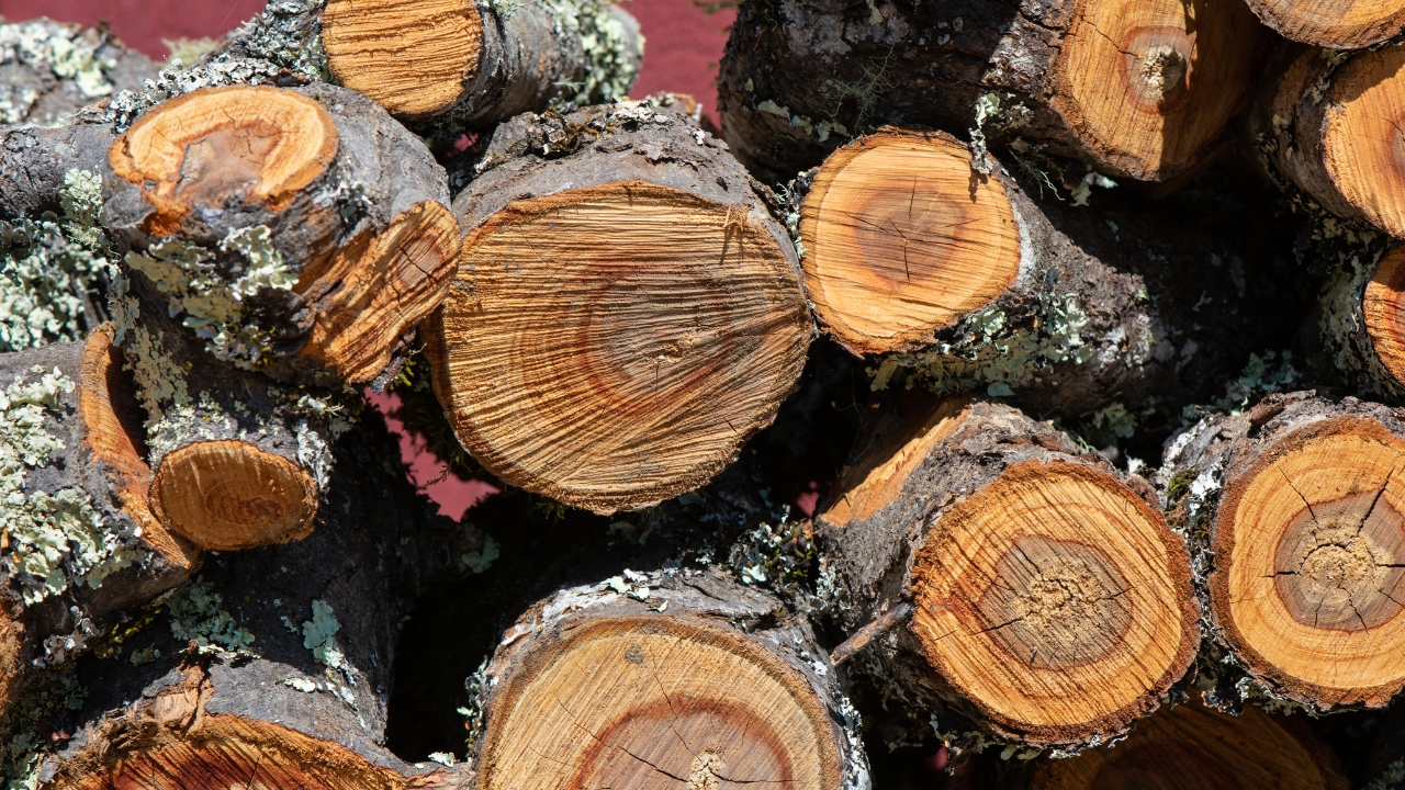 10 Woods That Burn Clean and Smell Great Indoors