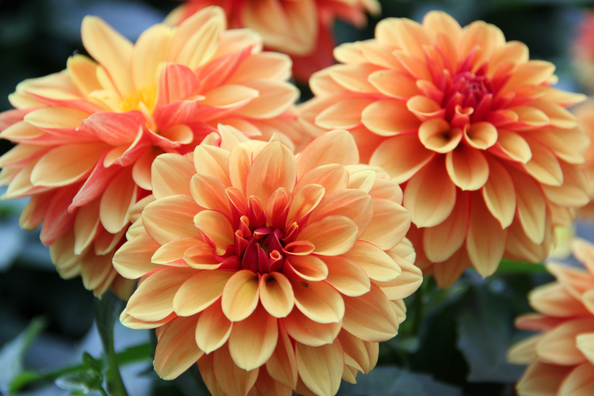 Kennen Sie die Blume Ihres Geburtsmonats?