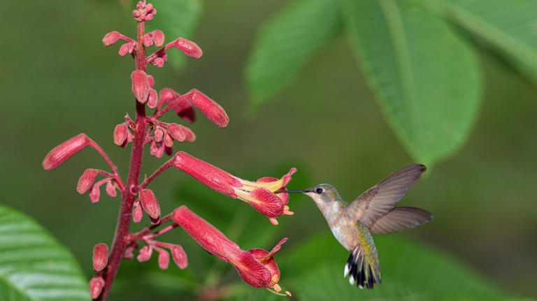 The Beautiful Tree With Long-Lasting Blooms That'll Make Your Yard A ...