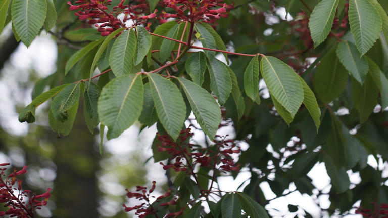 The Beautiful Tree With Long-Lasting Blooms That'll Make Your Yard A ...